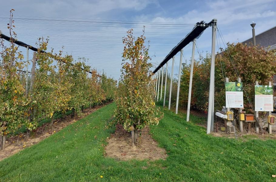 Bestrijding van plagen in boomgaarden: het PROVERBIO-project